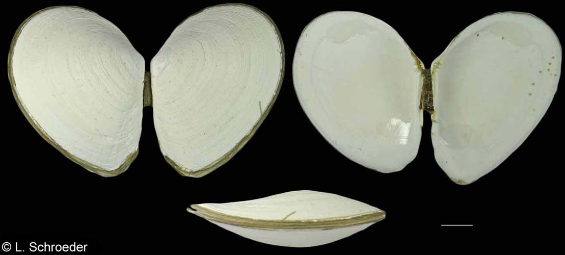 Bivalves - Tellinidae